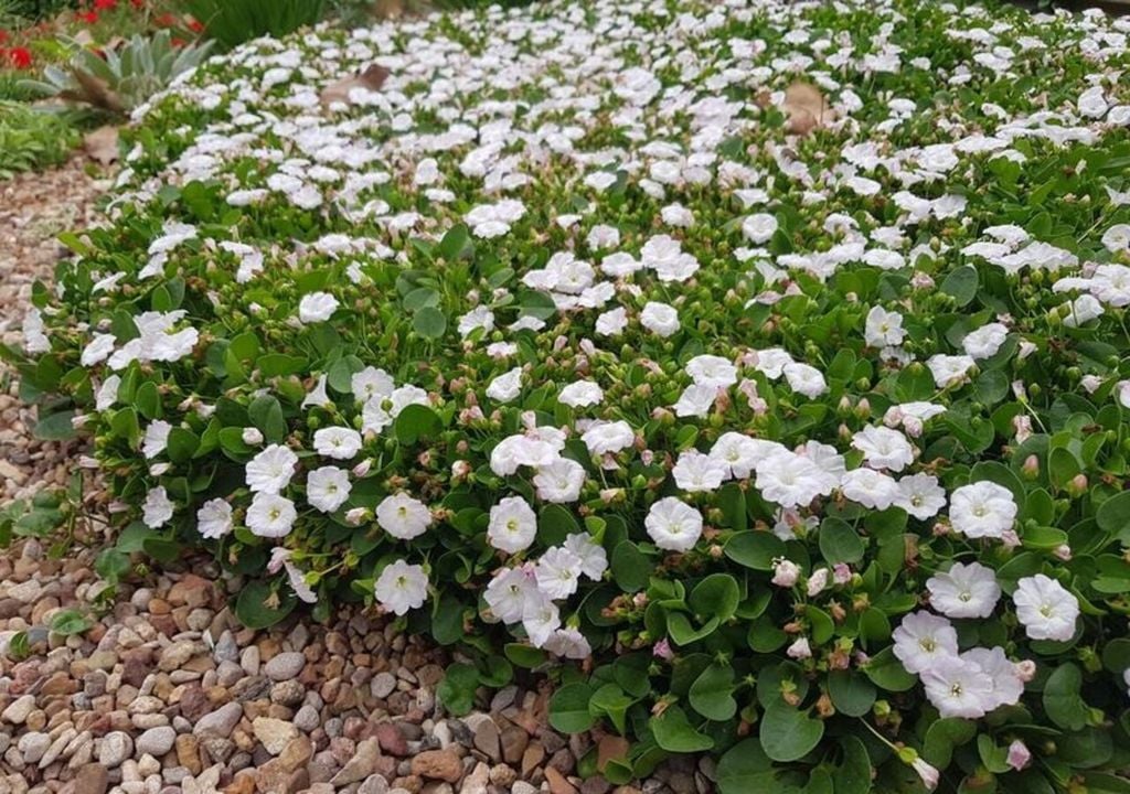 Olvídate del césped: 6 Plantas que cubren el suelo y necesitan pocos ...
