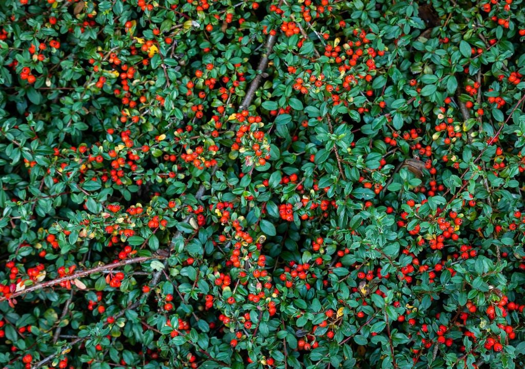 Olvídate del césped: 6 Plantas que cubren el suelo y necesitan pocos ...