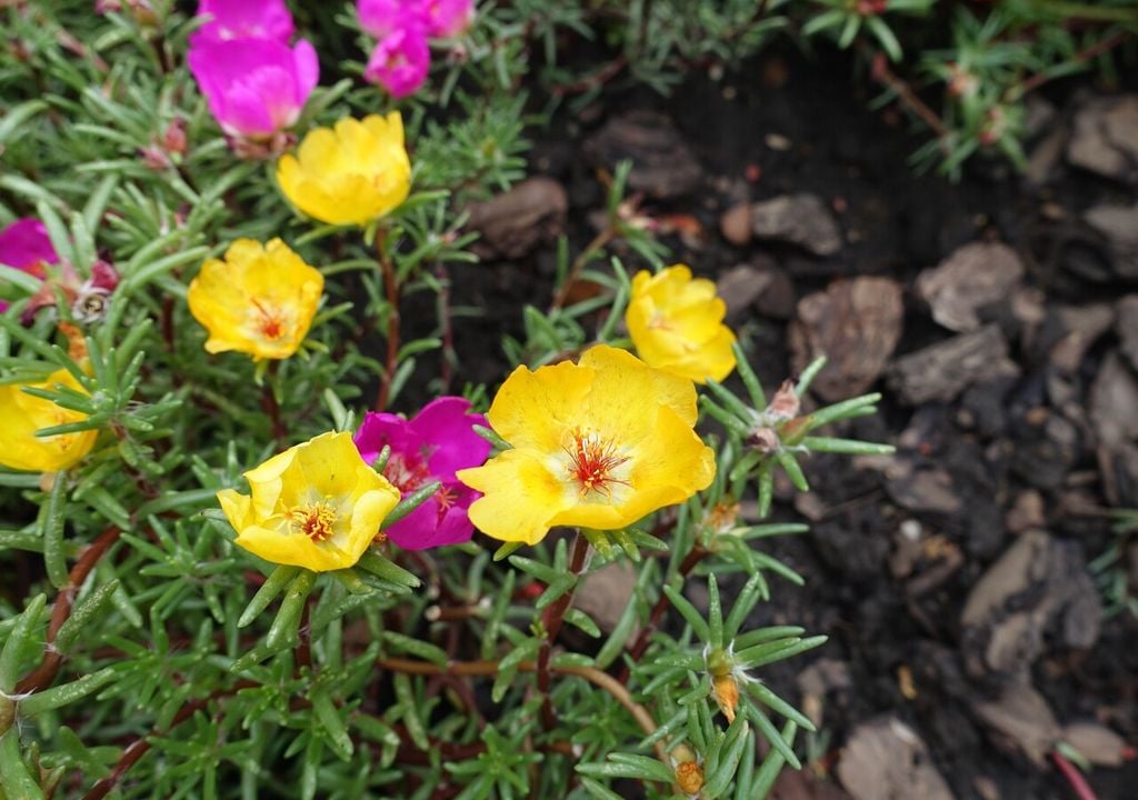 Olvídate del césped: 6 Plantas que cubren el suelo y necesitan pocos ...