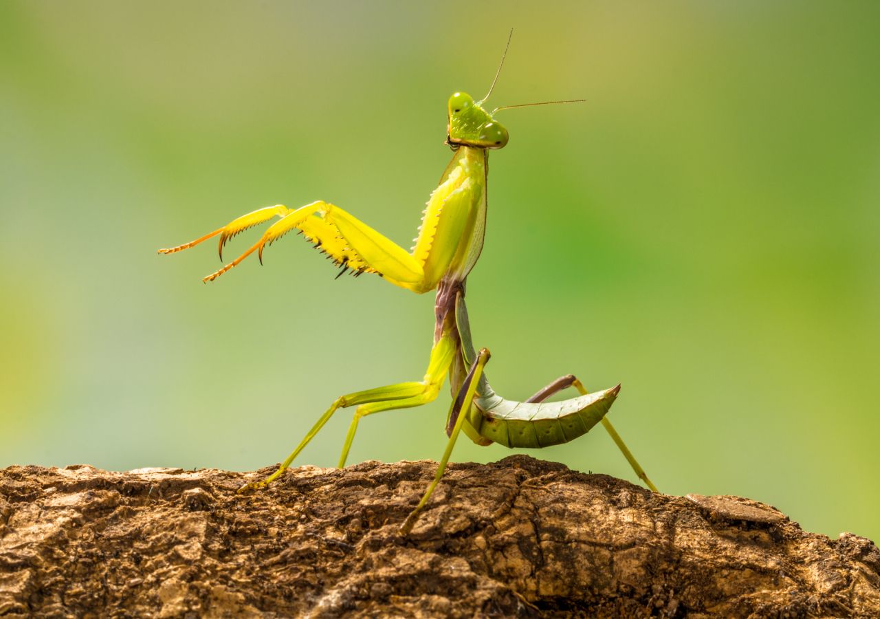 Os ciclos de vida de alguns insetos adaptam-se bem a um clima em ...