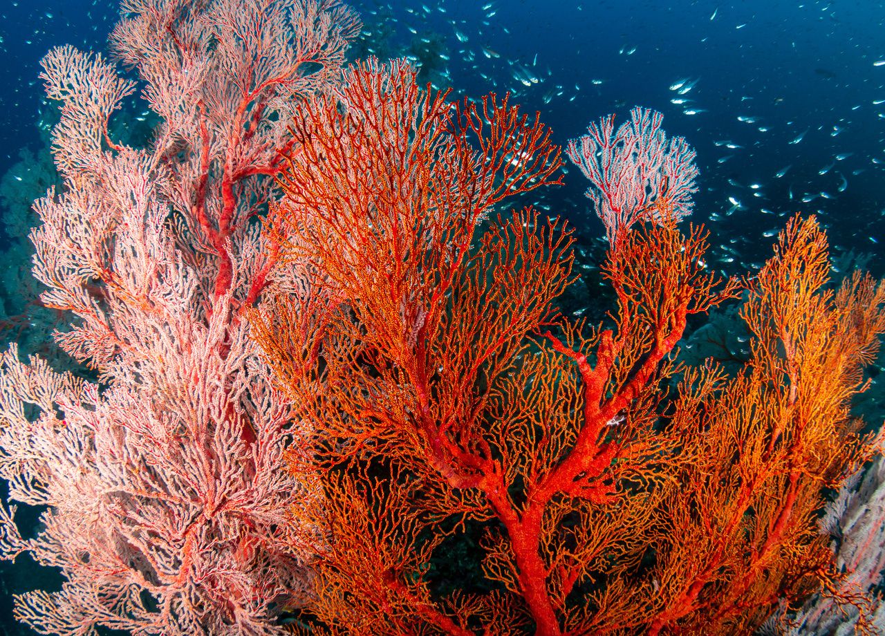 ¿Dónde se puede admirar el coral gigante descubierto recientemente por ...