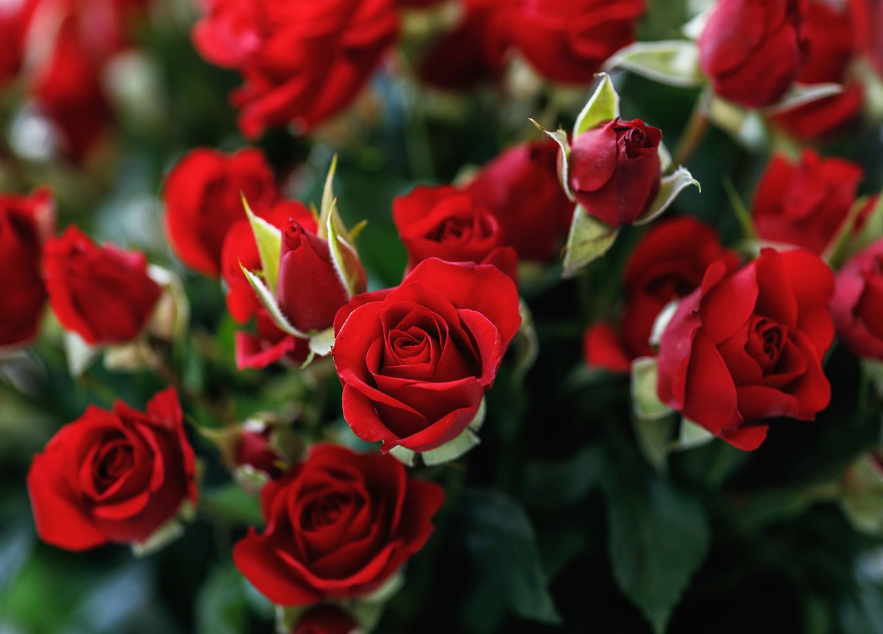 Oubliez les roses pour la Saint-Valentin ! Quelles fleurs choisir pour ...