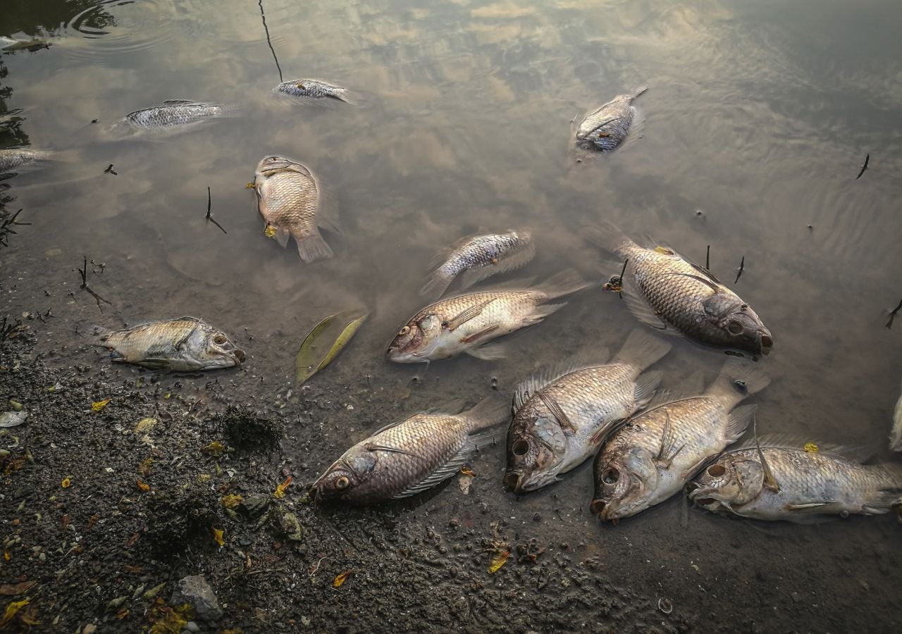 The UK's rivers are overheating: Angling Trust project shows why that ...