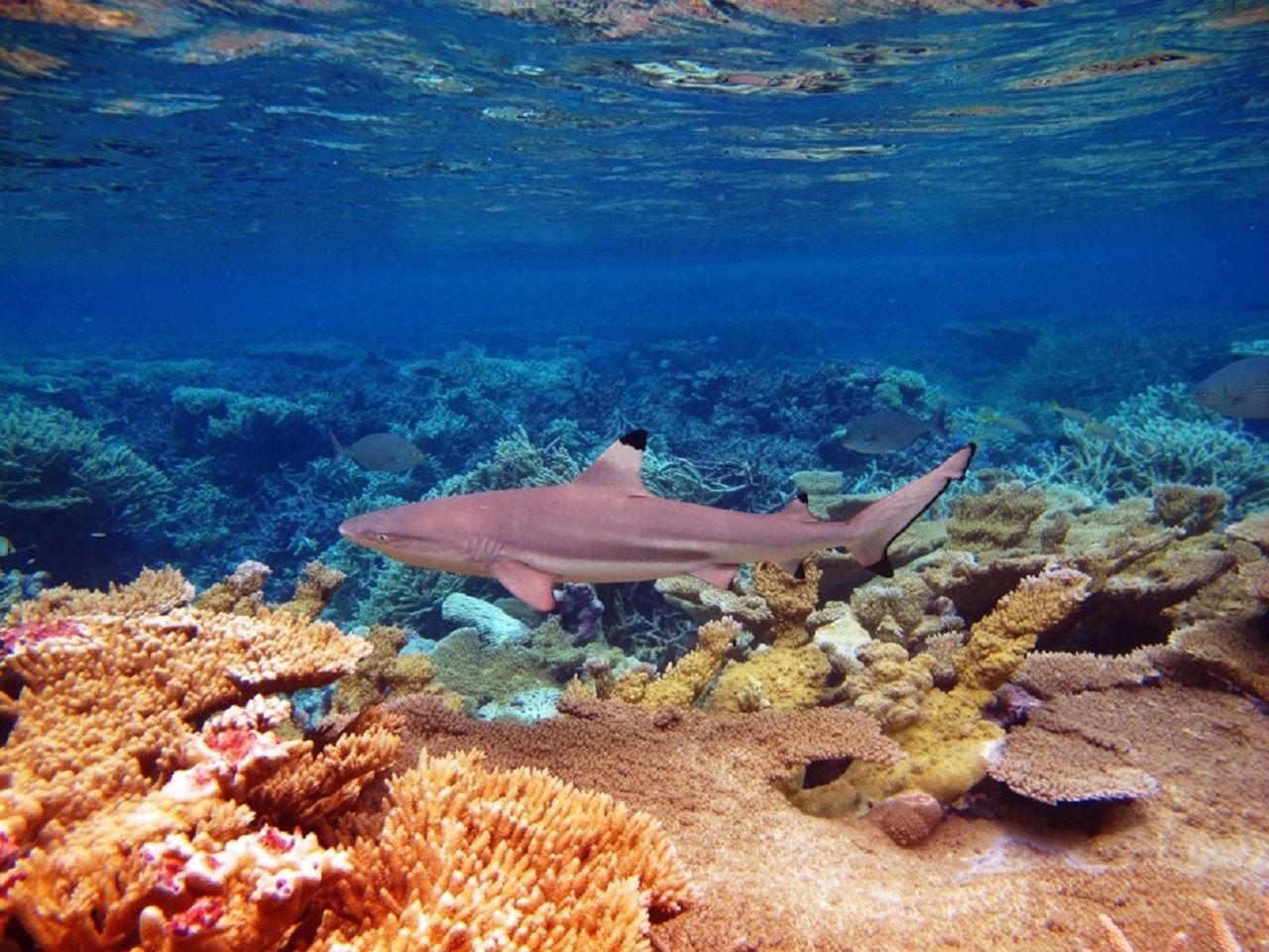 While others perish, some Pacific island coral reefs thrive during El Niño