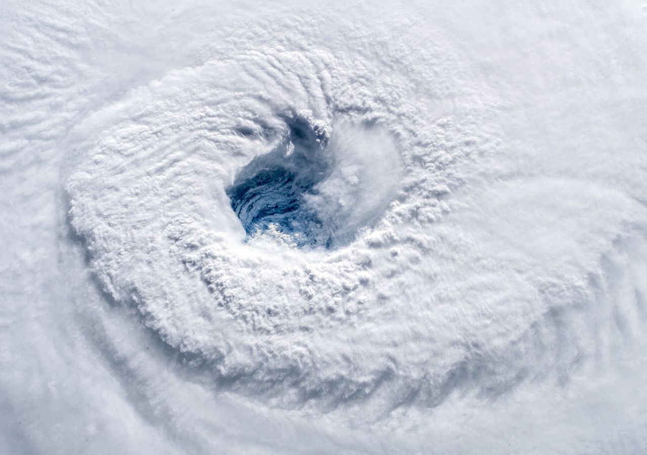 Pájaros atrapados en el ojo del huracán Melissa: el inquietante ...