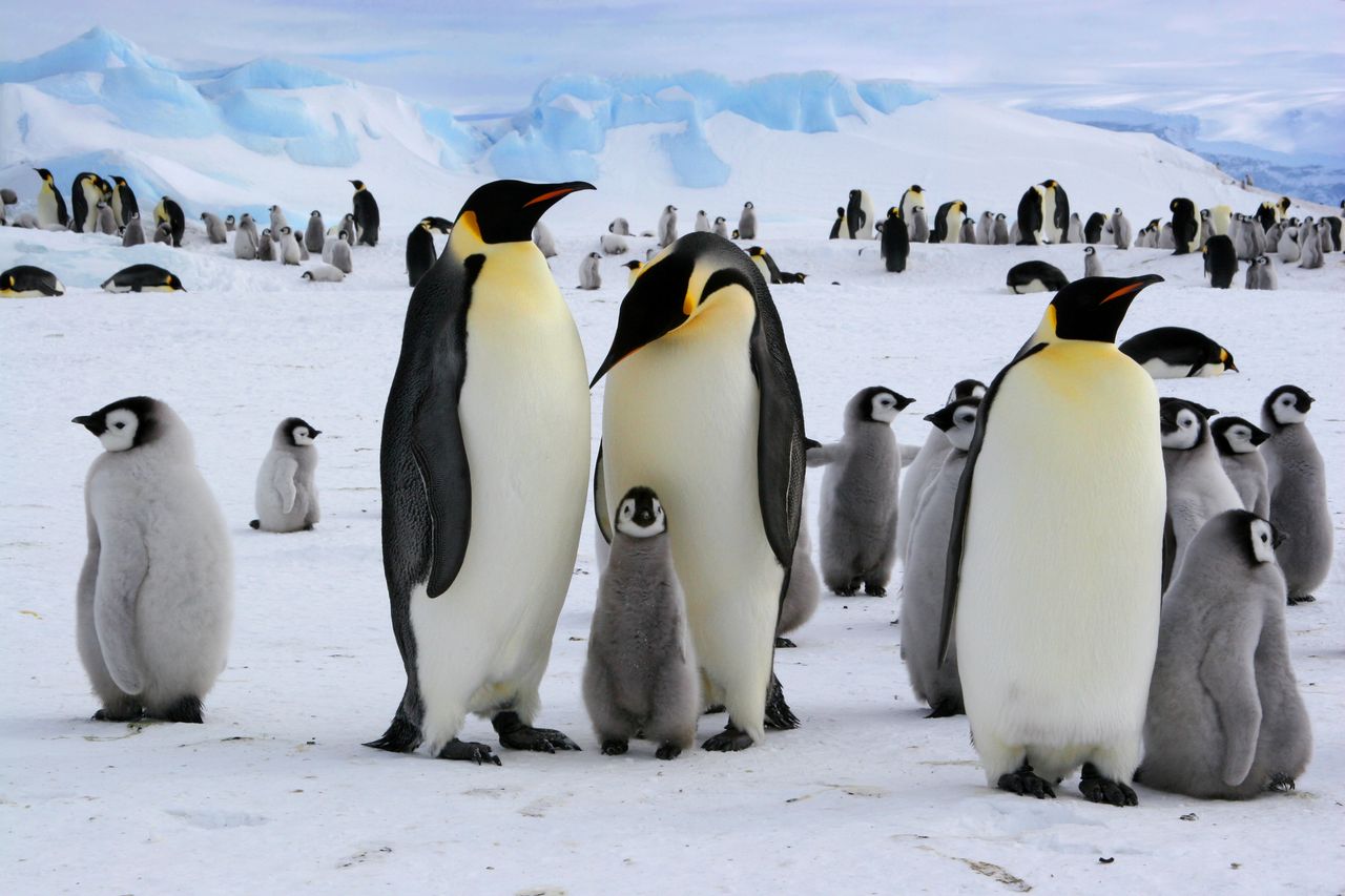 Penguins need urgent help or face extinction, charity warns