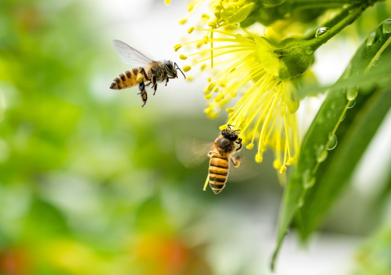 Pequeña, veloz y eficiente: así es la abeja robótica que promete salvar ...