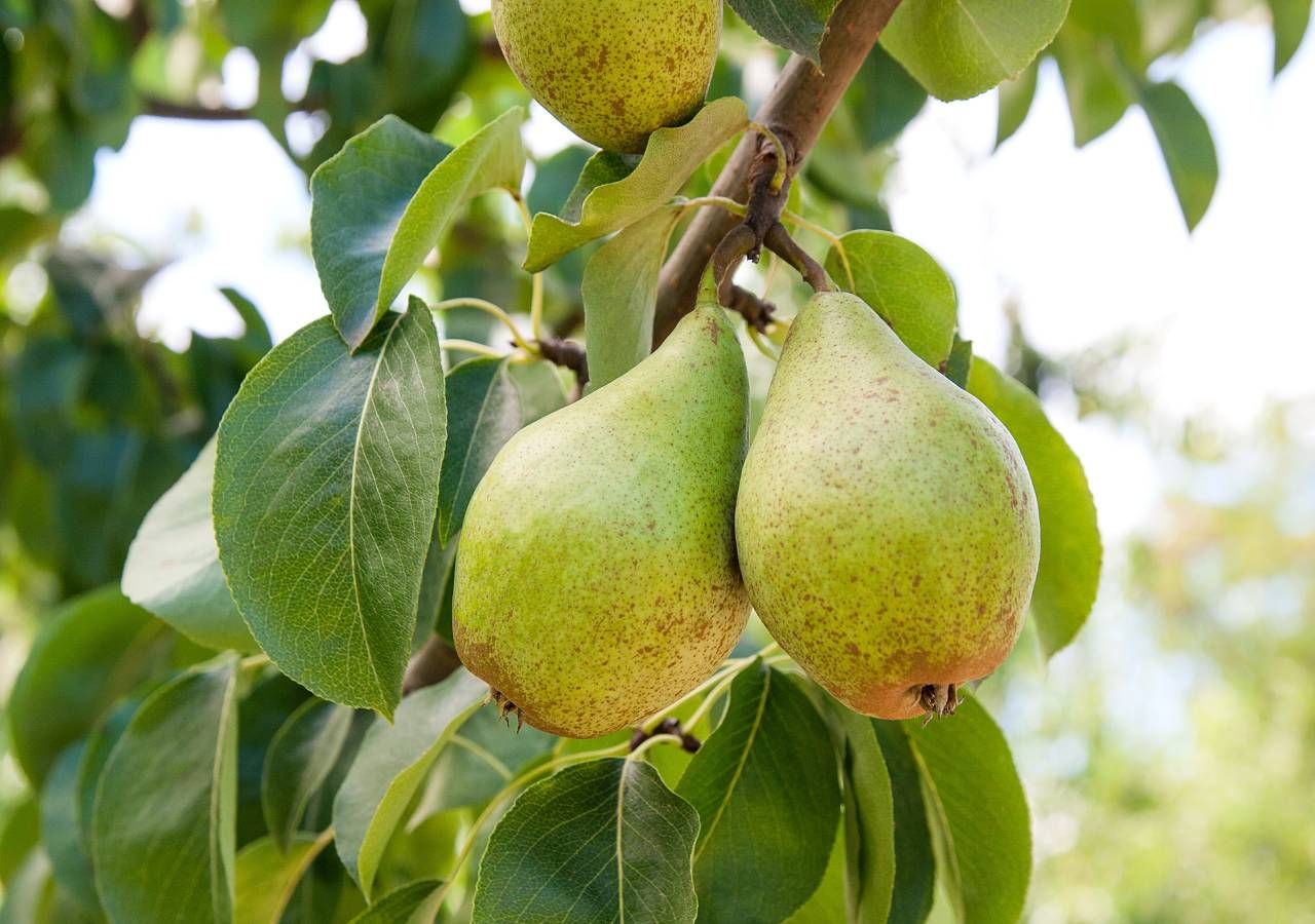 Pêra Rocha: composição, benefícios e importância nutricional