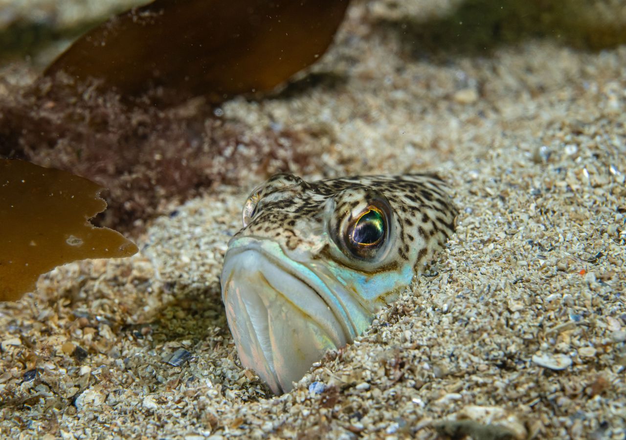 Pez araña en las playas de España: cómo evitar su picadura y qué hacer si te pica