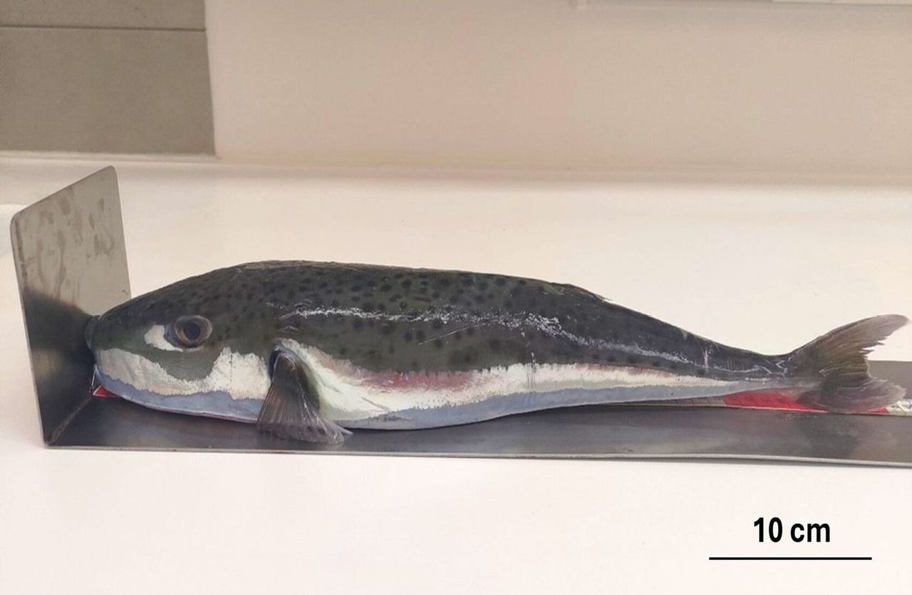 Pez Globo Del Norte Pez Globo, La Nueva Taberna Marinera En La Playa