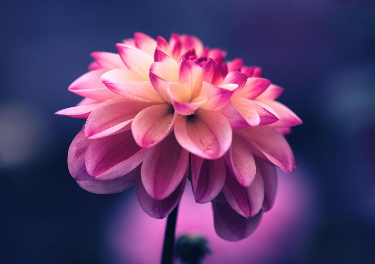 Phone ID Apps Misidentify One In Five Plants Phone ID Apps Misidentify One In Five Plants