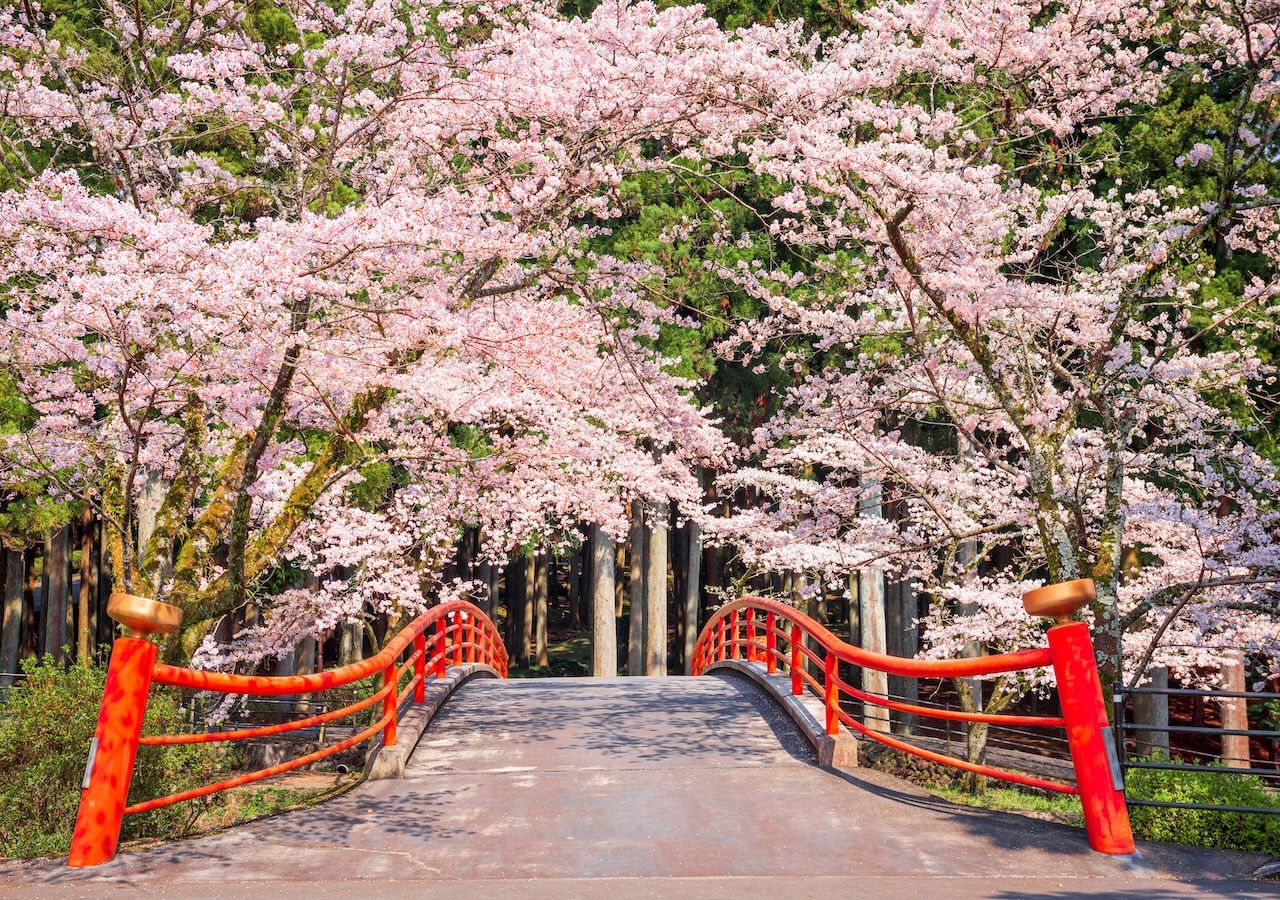 Planning a trip to Japan? Cherry blossom map for 2025 has been published