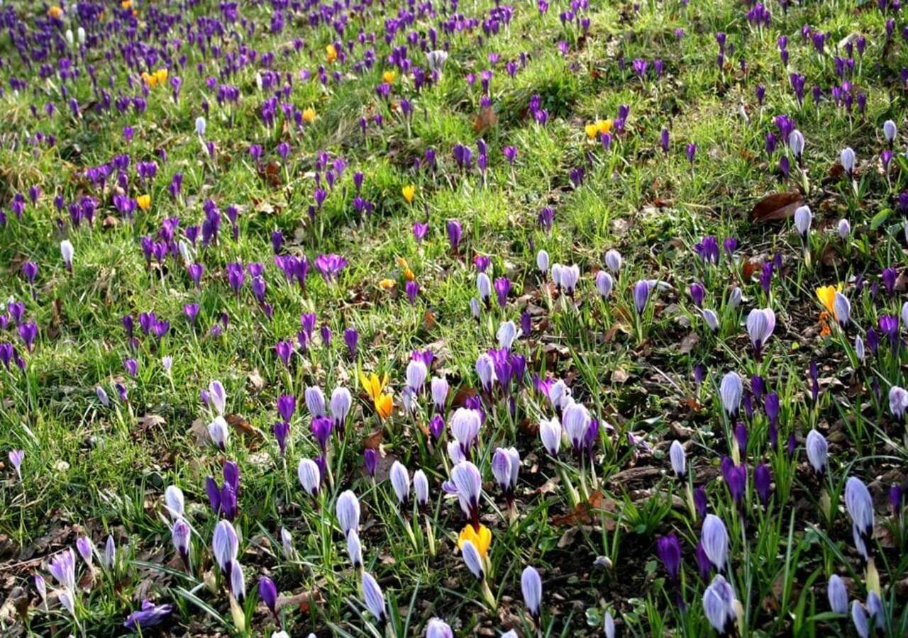 Plant these bulbs now and get ready for a flurry of colour come spring
