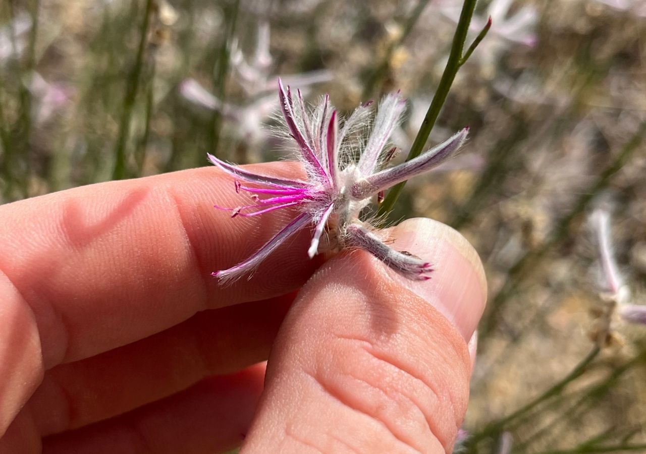 Plant thought to be extinct rediscovered in Australia
