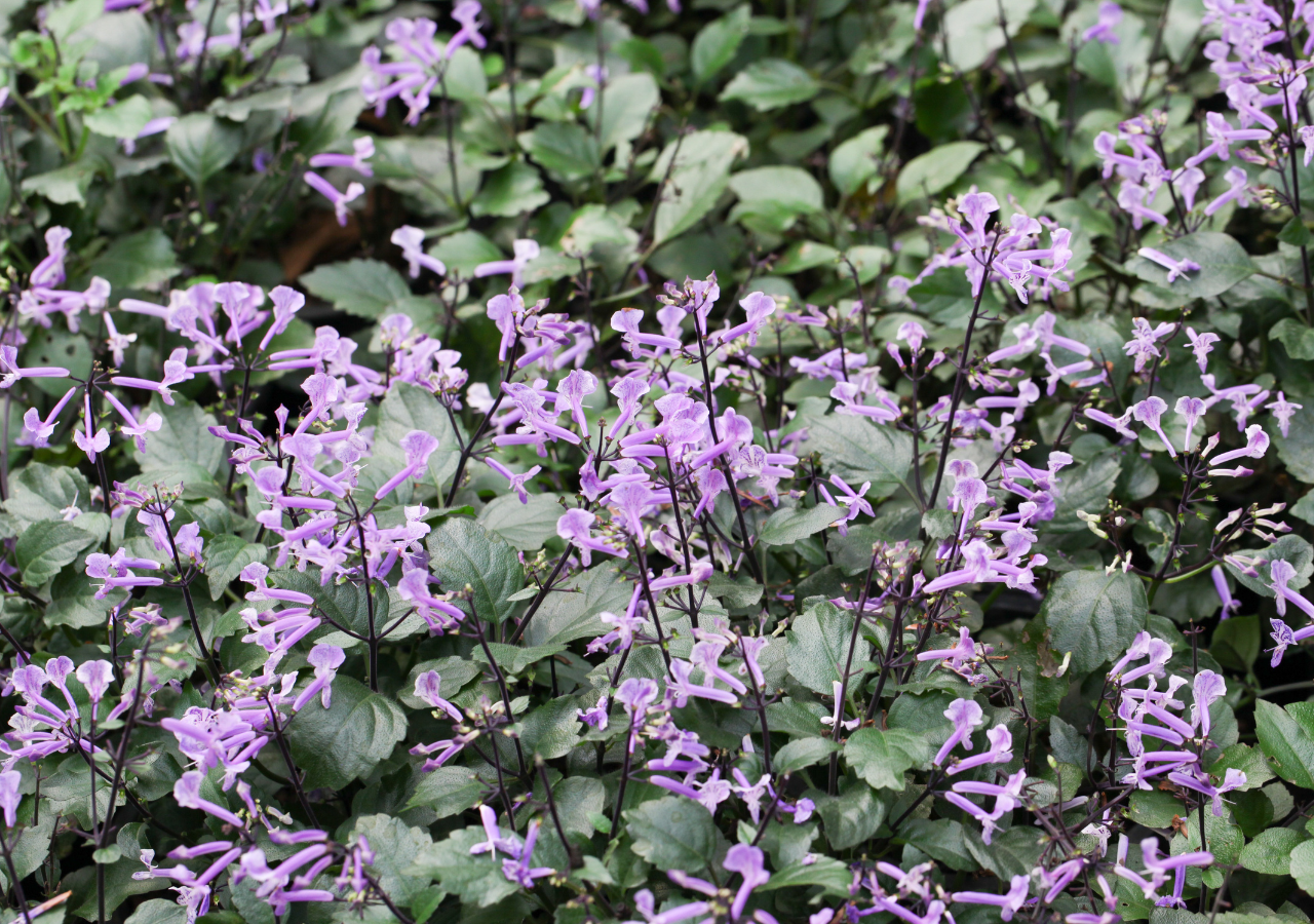 Monalisa Plant: The Autumn Flower That Transforms The Garden With Lilac ...