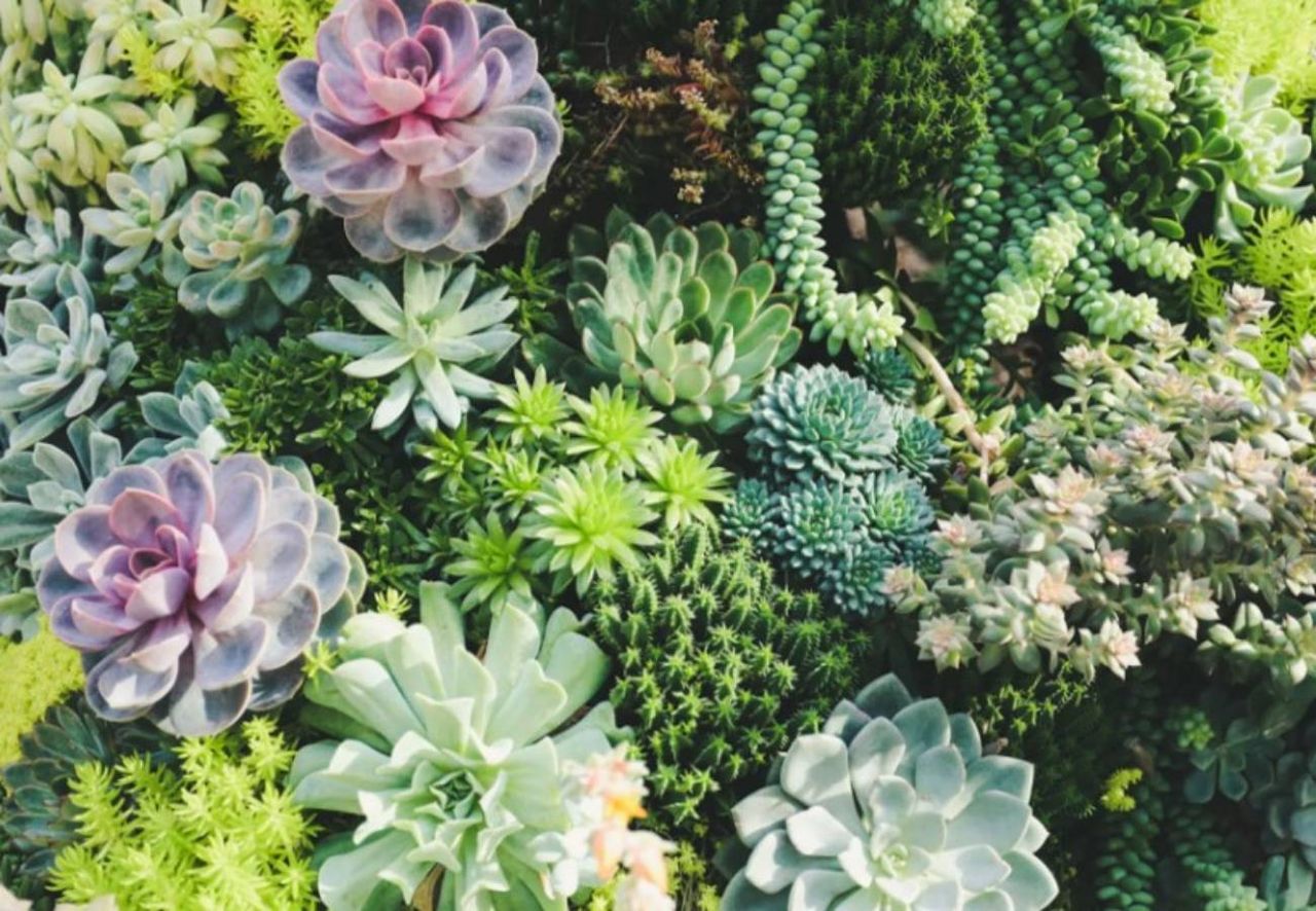 Plantas para quem esquece de regar: 7 espécies resistentes à seca