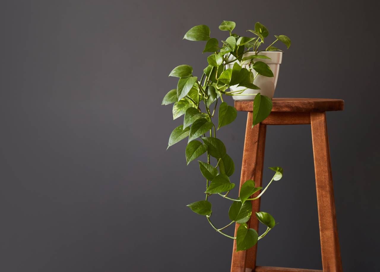 Plantas perfectas para ambientes con poca luz: conoce 5 especies ...