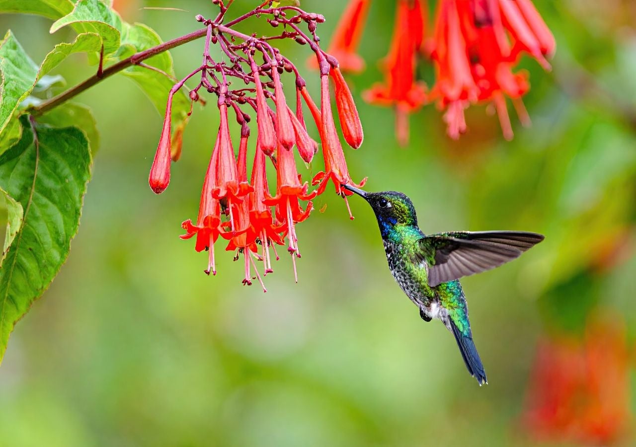 Colibríes Tipos De Plantas Trepadoras