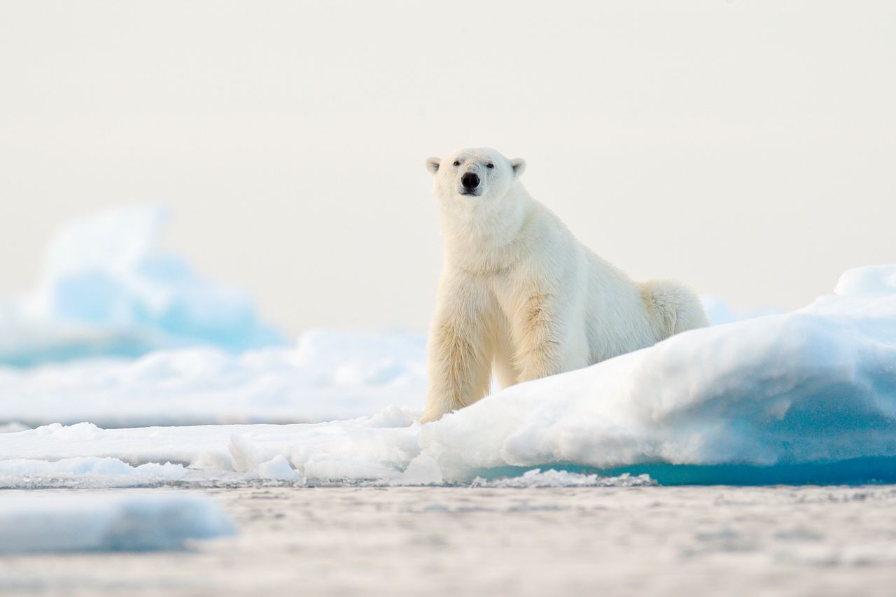 Polar Bears in the Arctic are Changing their DNA to Adapt to Climate ...