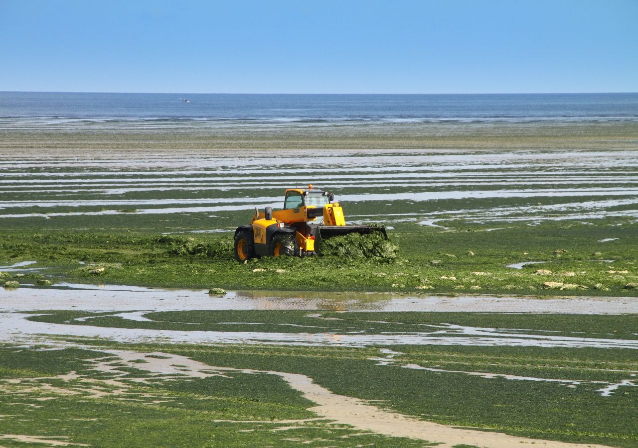 Why Choose Seaweed Based Plant Fertilisers Here Are Some Of The Benefits