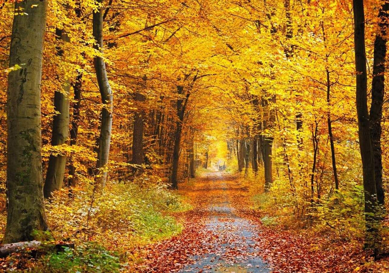¿Por qué se caen las hojas de los árboles en otoño? Un ingeniero ...