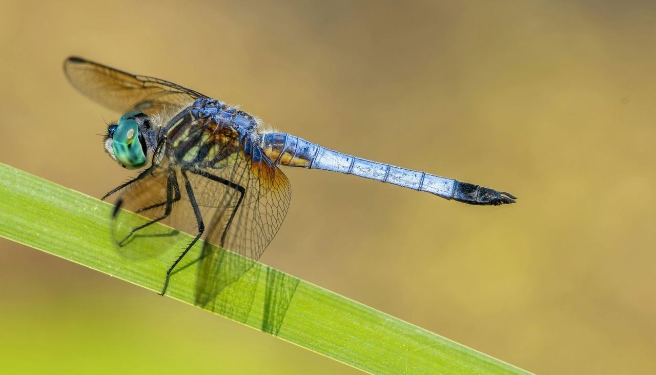 ¿Por qué ya no hay insectos gigantes? Un estudio cuestiona la respuesta ...