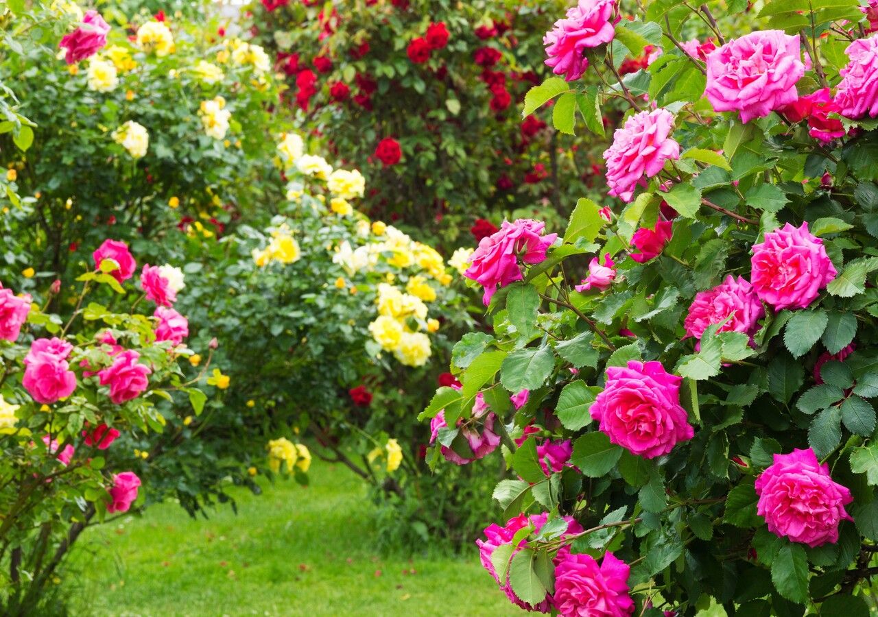 Potatura delle rose: quando e come farla per una fioritura abbondante ...