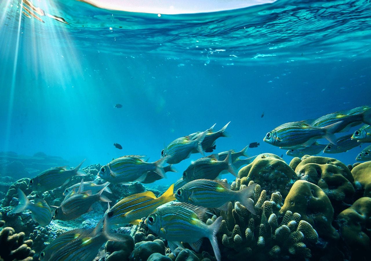 Worrying: the oceans are running out of oxygen faster than we thought