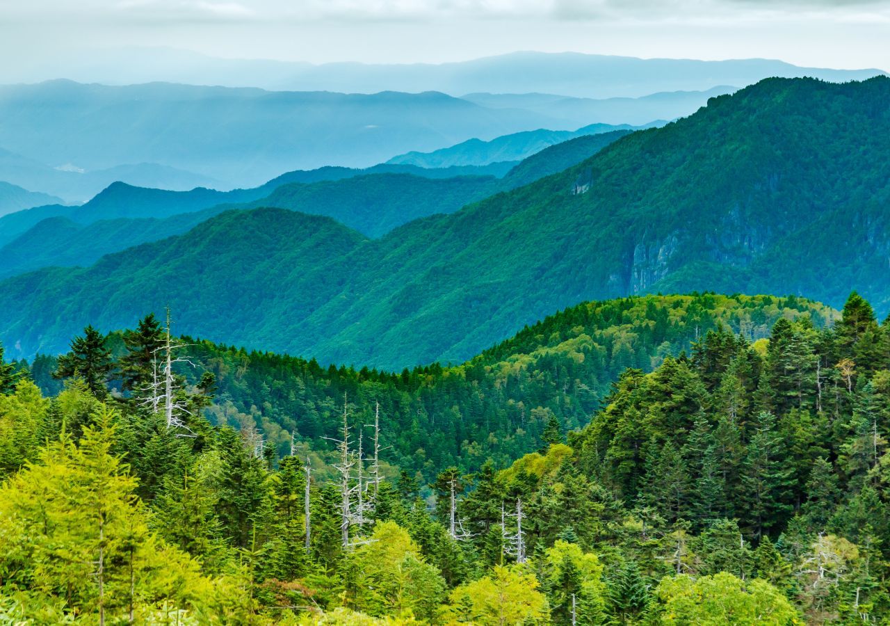 ¿La presencia de árboles en una ladera hace que llueva más?
