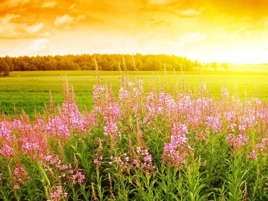 Previsión meteorológica para la primavera 2019