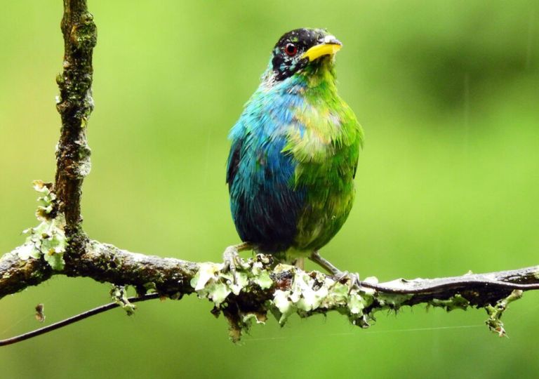 El Tiempo en Hoovina Hadagali. Predicción a 14 días - Meteored