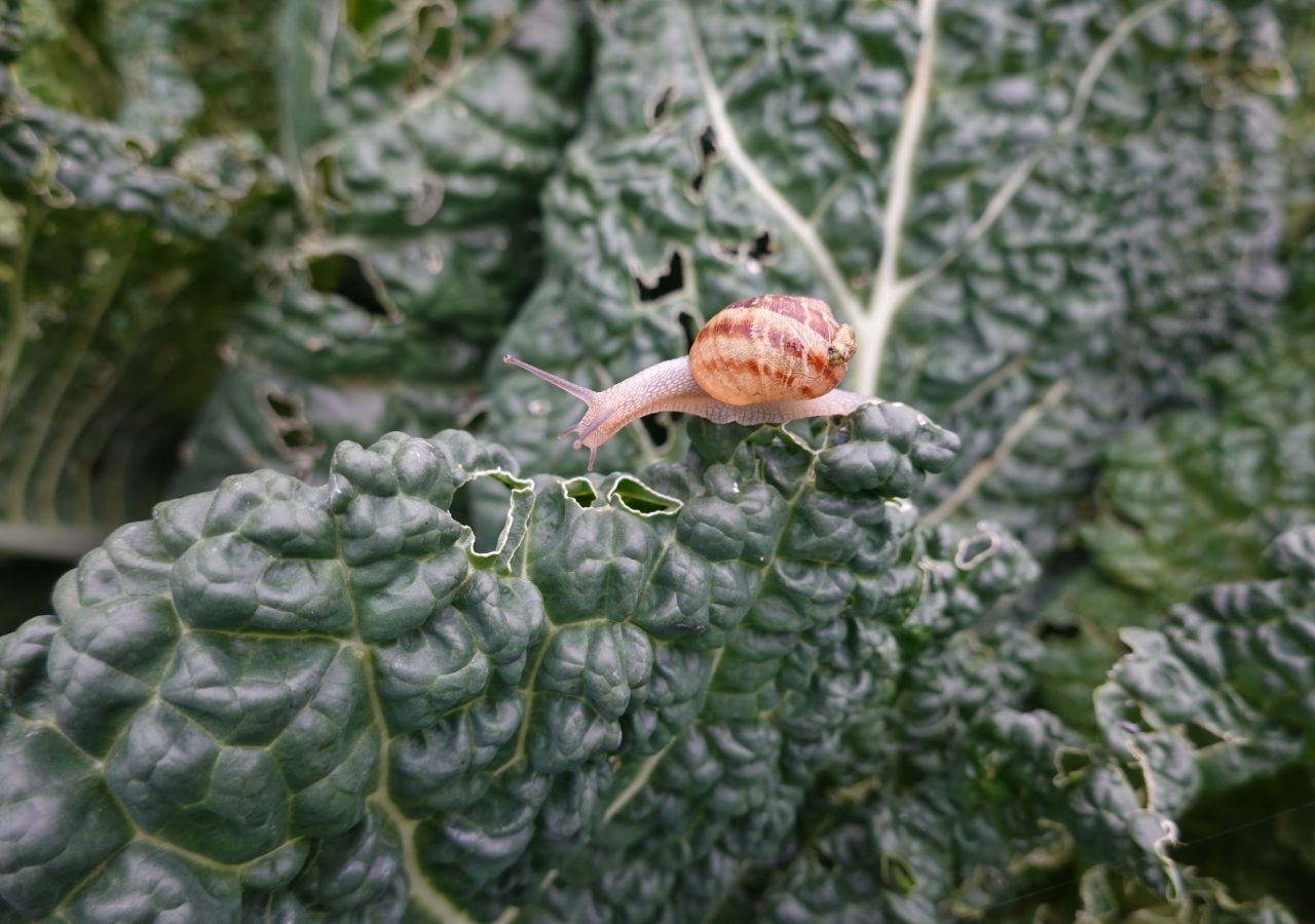 What are the main pests in the garden in autumn? Expert advice for ...