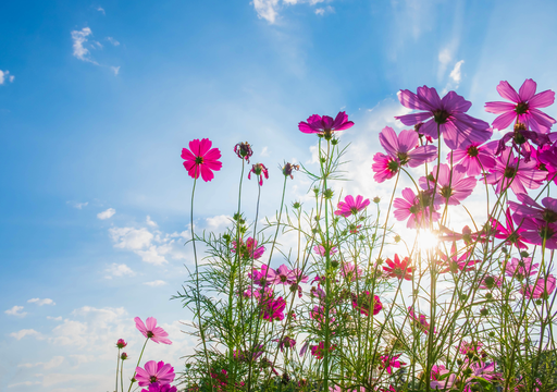 Imágenes Del Clima Primaveral