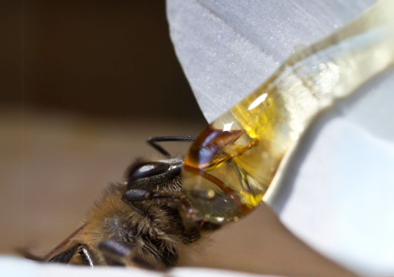 ¿Pueden las abejas ser adictas al alcohol? Lo que revela la ciencia ...