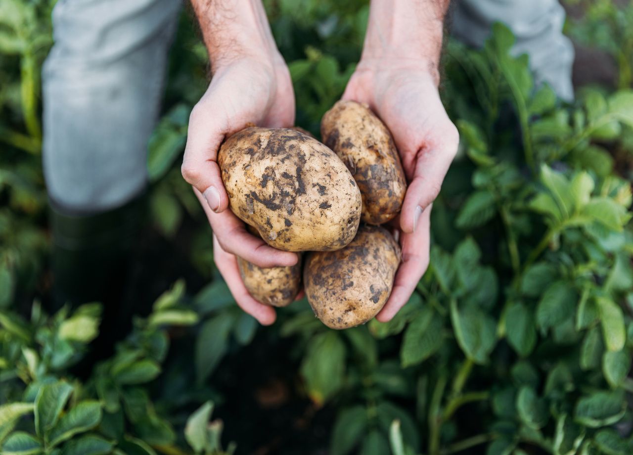 When should I harvest my potatoes? How do I store them properly?