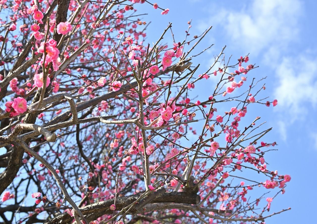 Quando inizia la primavera 2026: la data dell'equinozio (e perché ...