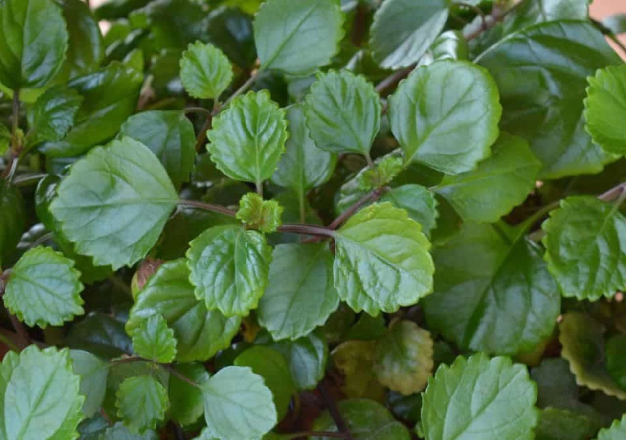 Planta Millonaria Para Que Sirve Planta O árbol De Jade: Cuidados Y