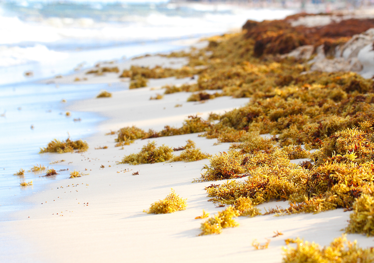 Qué es el sargazo, la plaga del Caribe mexicano que está arruinando las vacaciones de miles de ...
