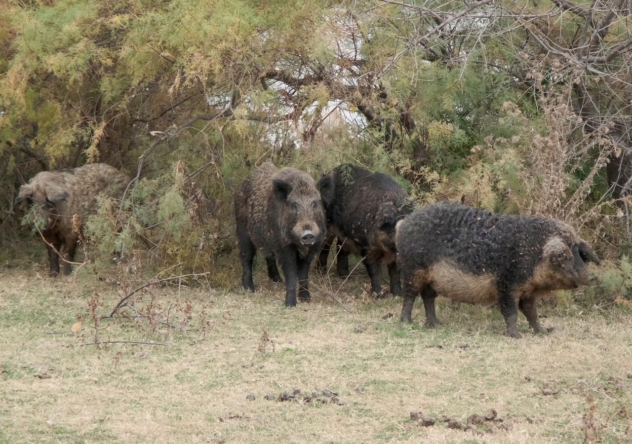 What is a hybrid animal, a rare cross in nature?