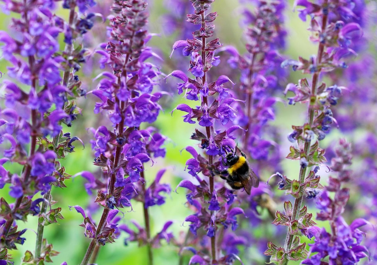 Como fazer com que a sua lavanda cresça forte, colorida e perfumada