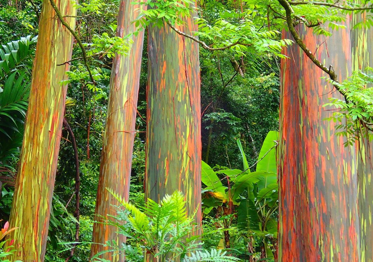¿Qué sabes del increíble árbol arcoíris? ¡Sus colores te sorprenderán!