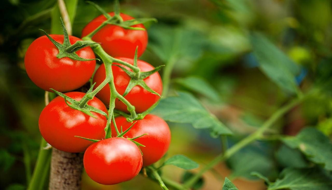 Want to Grow Tomatoes That Truly Taste Like Tomatoes? Here’s the Secret