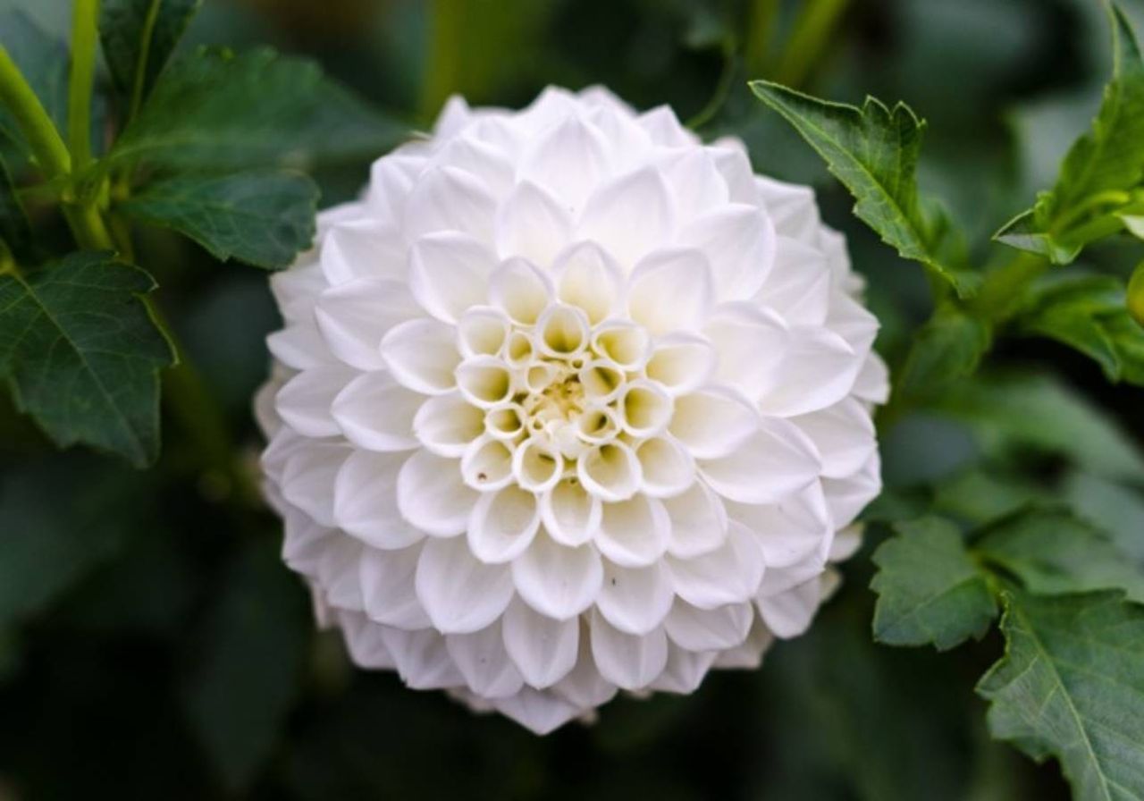 ¿Quieres un jardín más elegante? Descubre 10 flores blancas perfectas ...