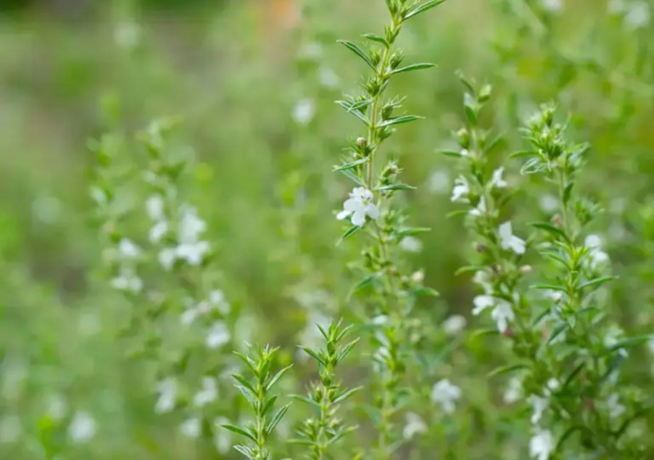 Do you want to reduce your salt consumption? This aromatic plant can be ...