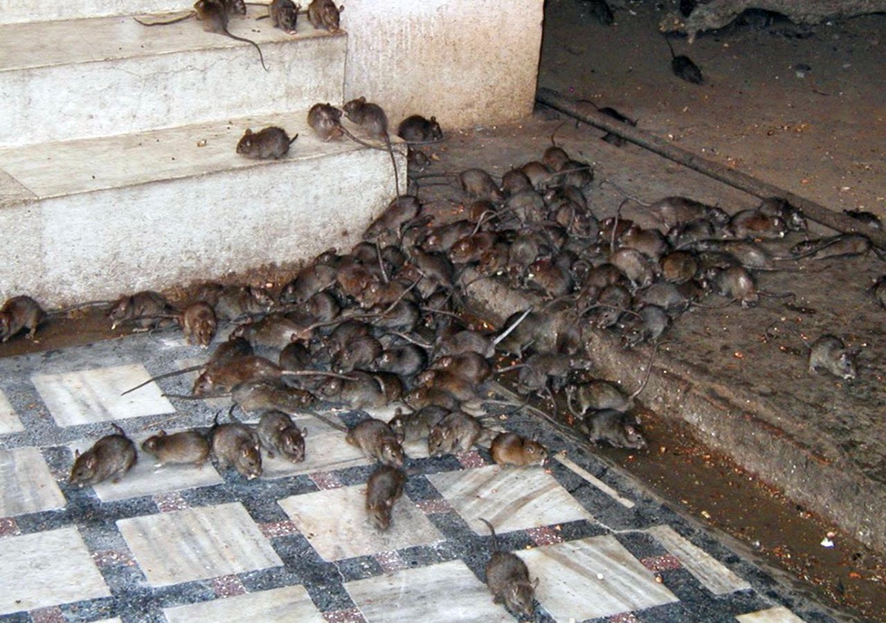 Un estudio analiza las tendencias actuales de las ratas vinculadas al ...