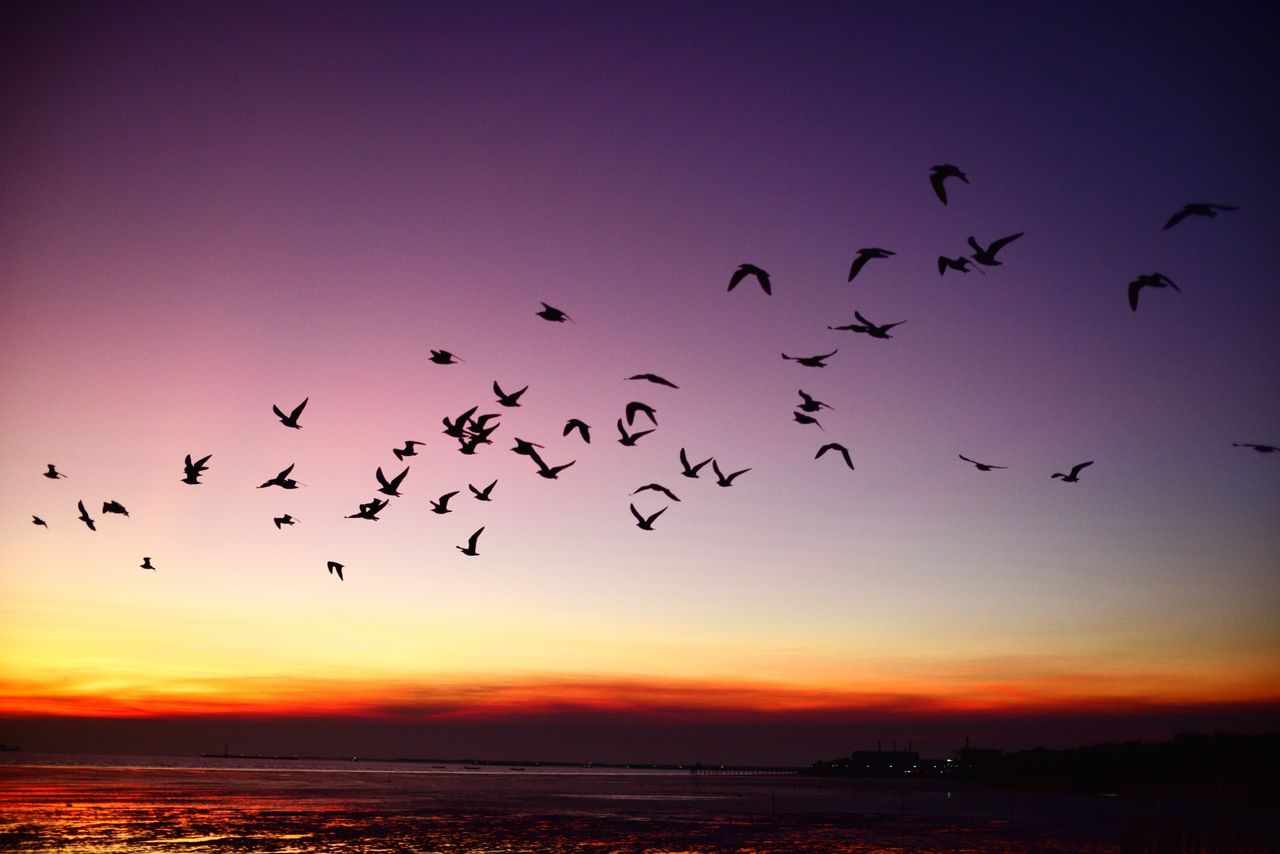 Record-Breaker: BirdCast Tracks Over 1.25 Billion Migrating Birds in a ...