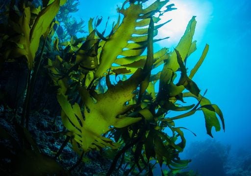 Planta De Algas No Oceano Vetor Subaquático Da Alga Ajustado No Fundo