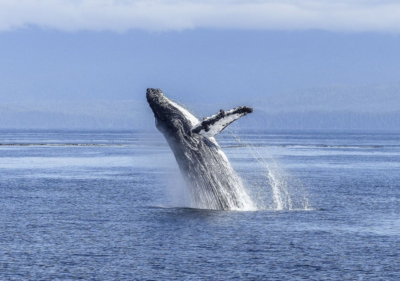 Record migration of a humpback whale provides insights into climate ...