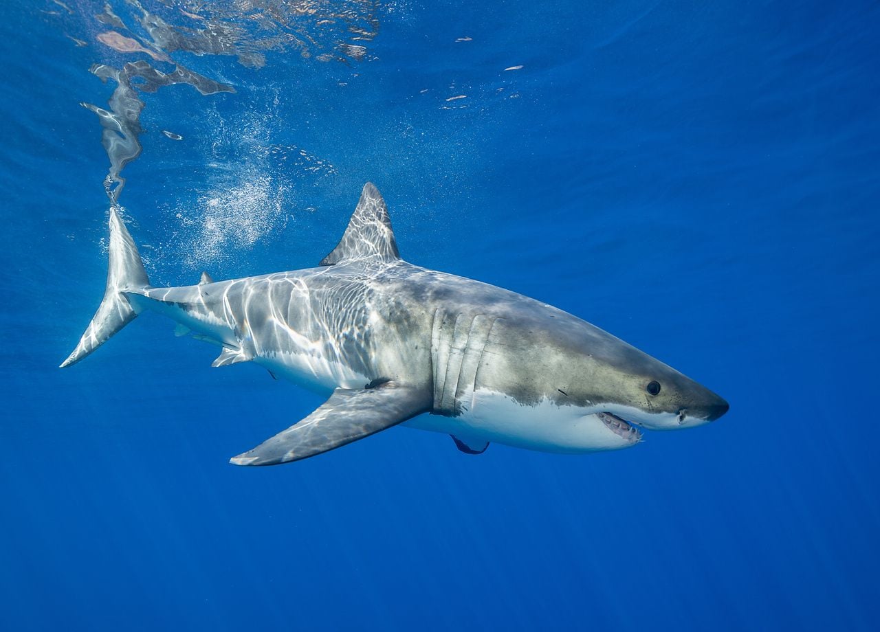 Requins en France : quel niveau de danger près de nos côtes ? Doit-on s ...
