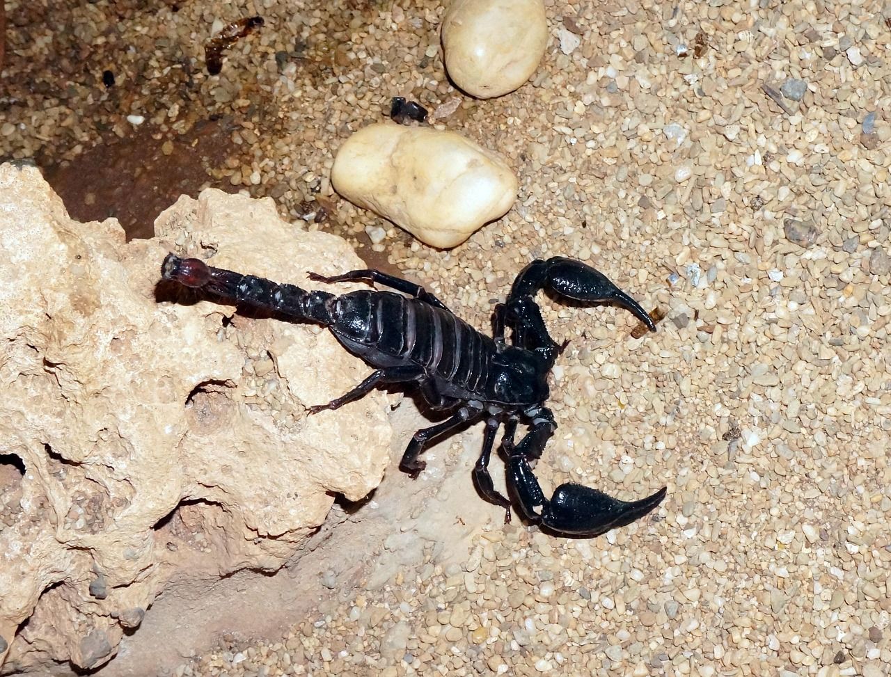 Researchers unearth remains of a large prehistoric scorpion in China